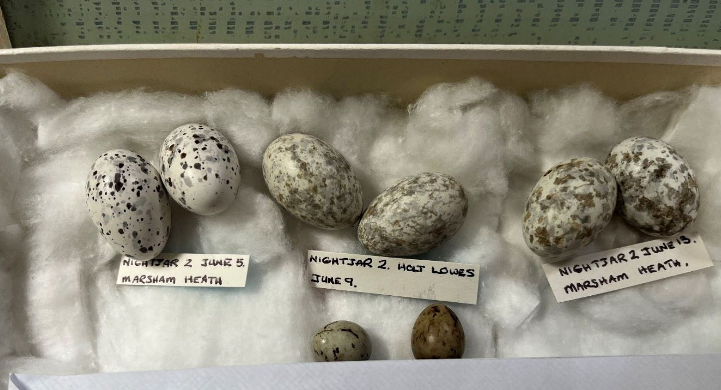 Norfolk man illegally collected almost 3000 rare eggs | News - Greatest ...