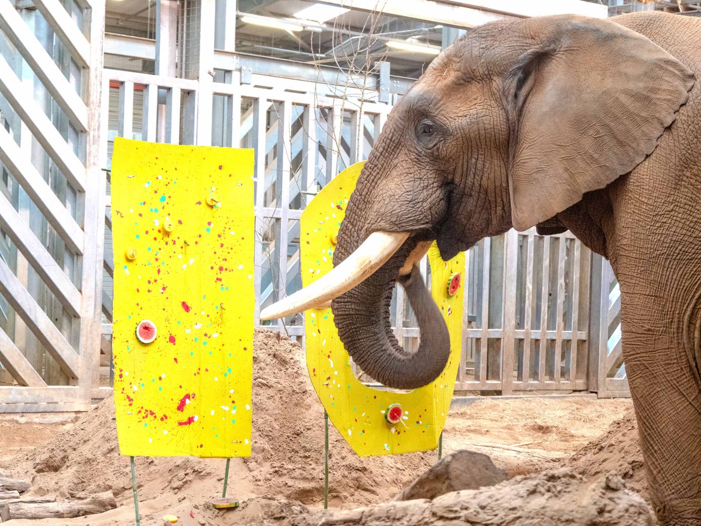 Noah's Ark Zoo Farm celebrate 10 years of their 'Elephant Eden'