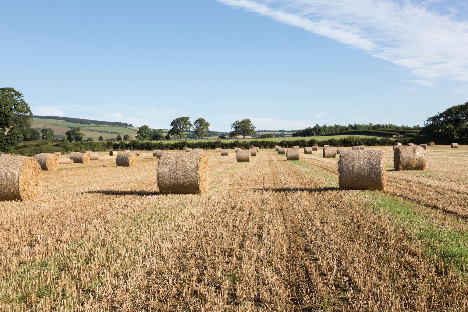 Prime Minister warns new Welsh government subsidy could harm farming