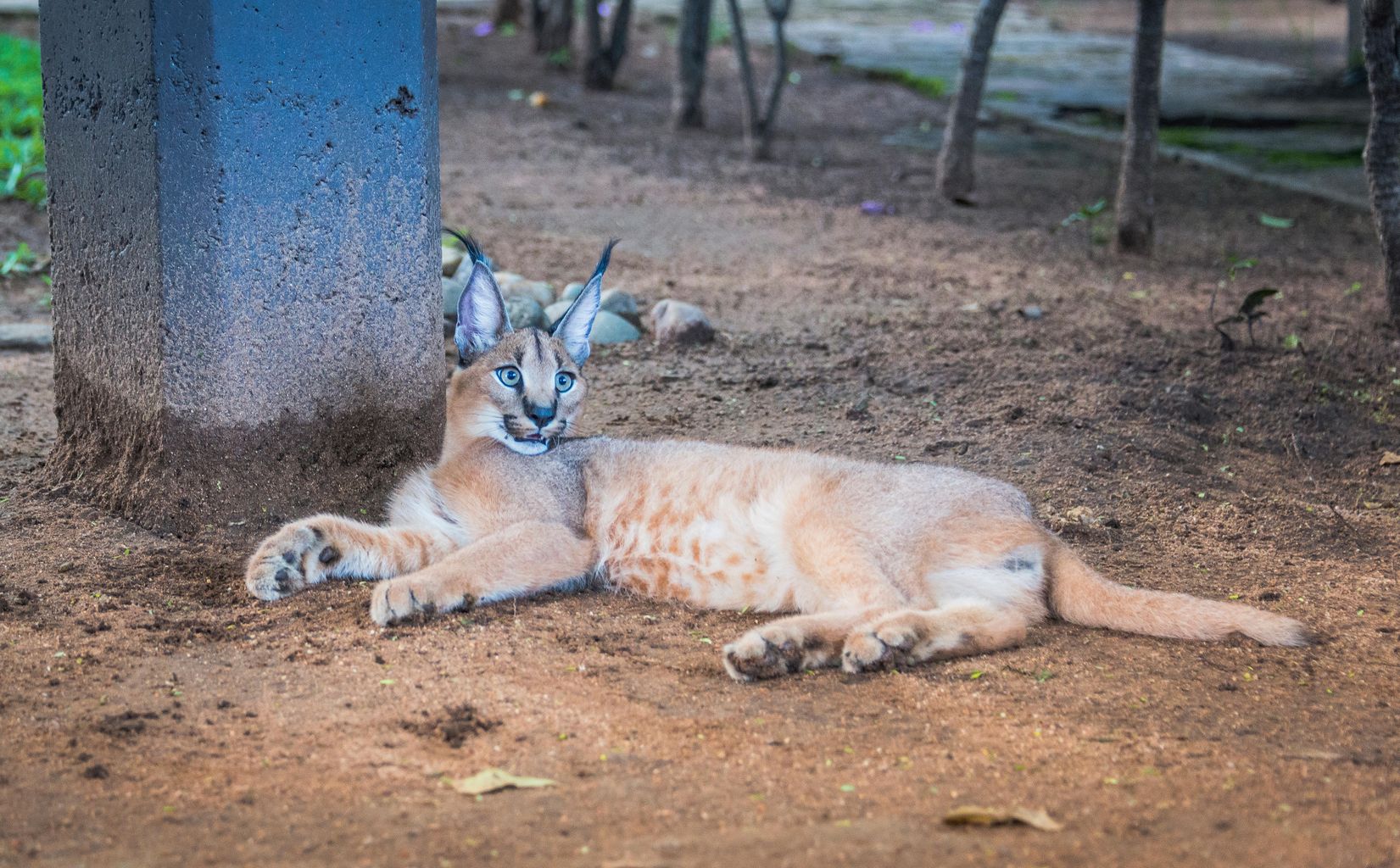 East of England home to highest number of privately owned wild cats in ...