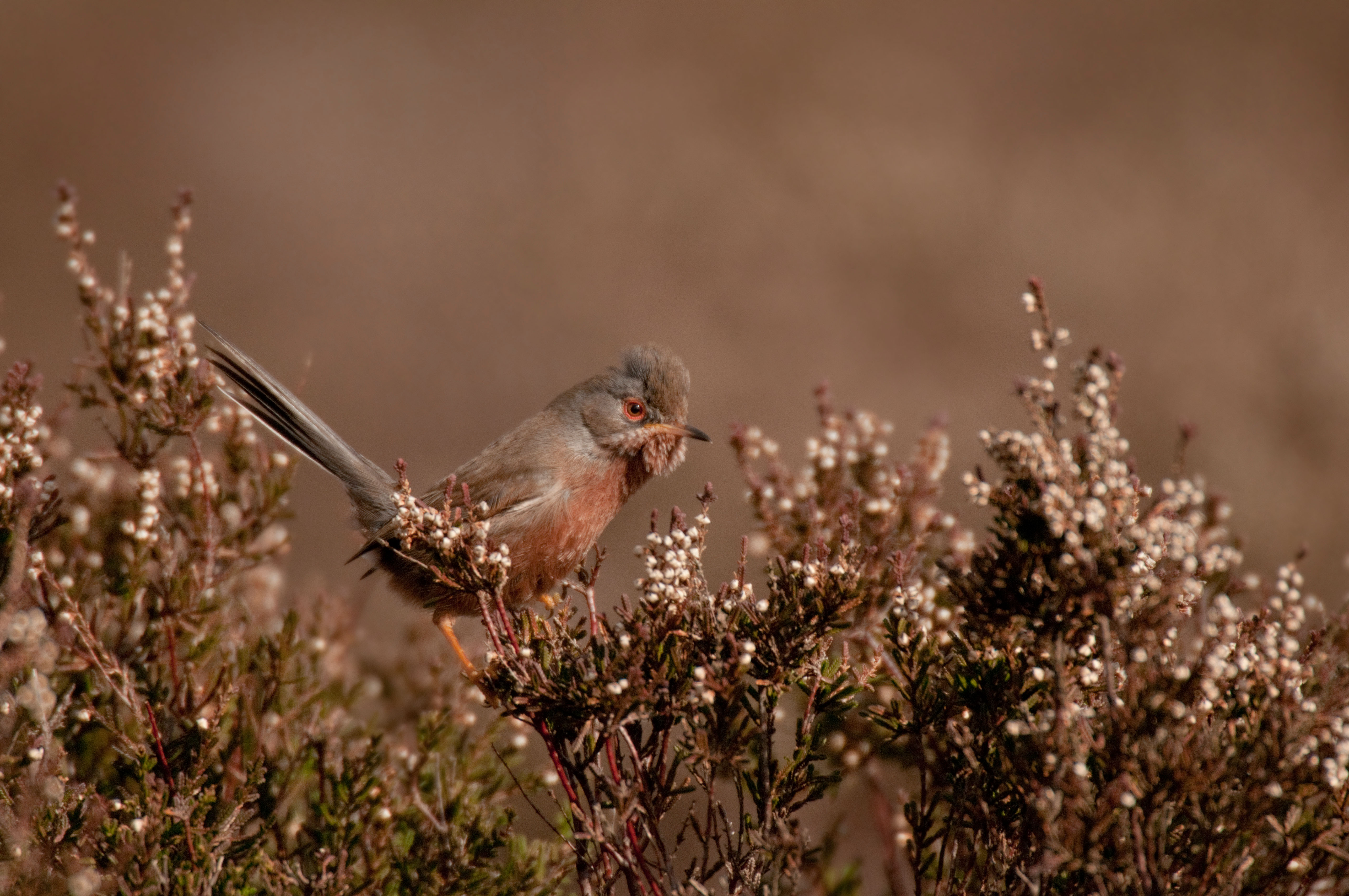 Keep to tracks in the New Forest to protect ground nesting birds