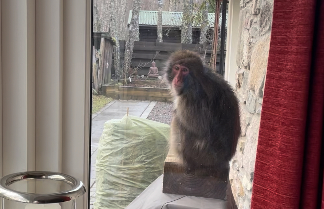 Scotland's 'most famous monkey' is leaving the Highlands | News - Tay FM