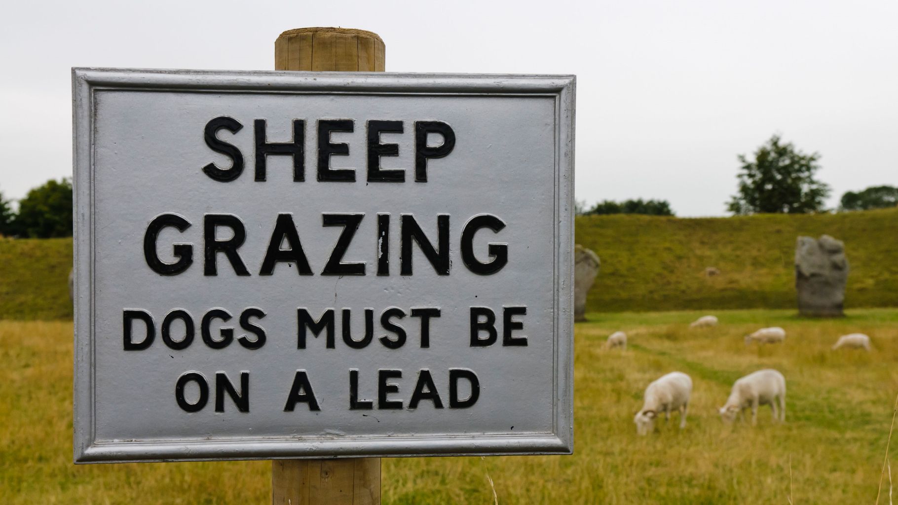 Urgent appeal to Rutland dog owners, after spate in attacks on livestock