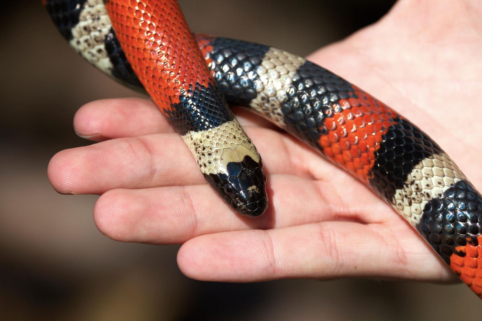 73 exotic wild animals living in Wiltshire