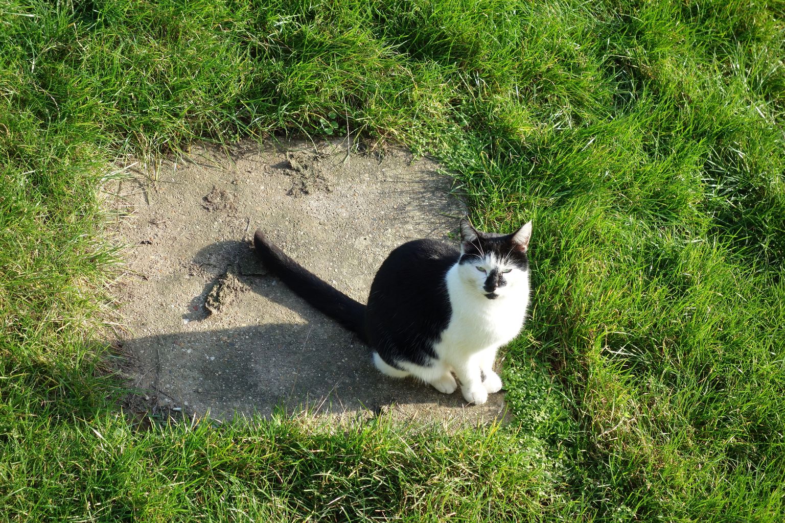Pebbles the campus cat honoured with statue at University of Essex