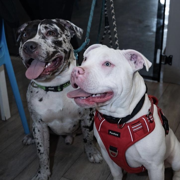 XL Bully walks being held across North East to provide "safe space for ...