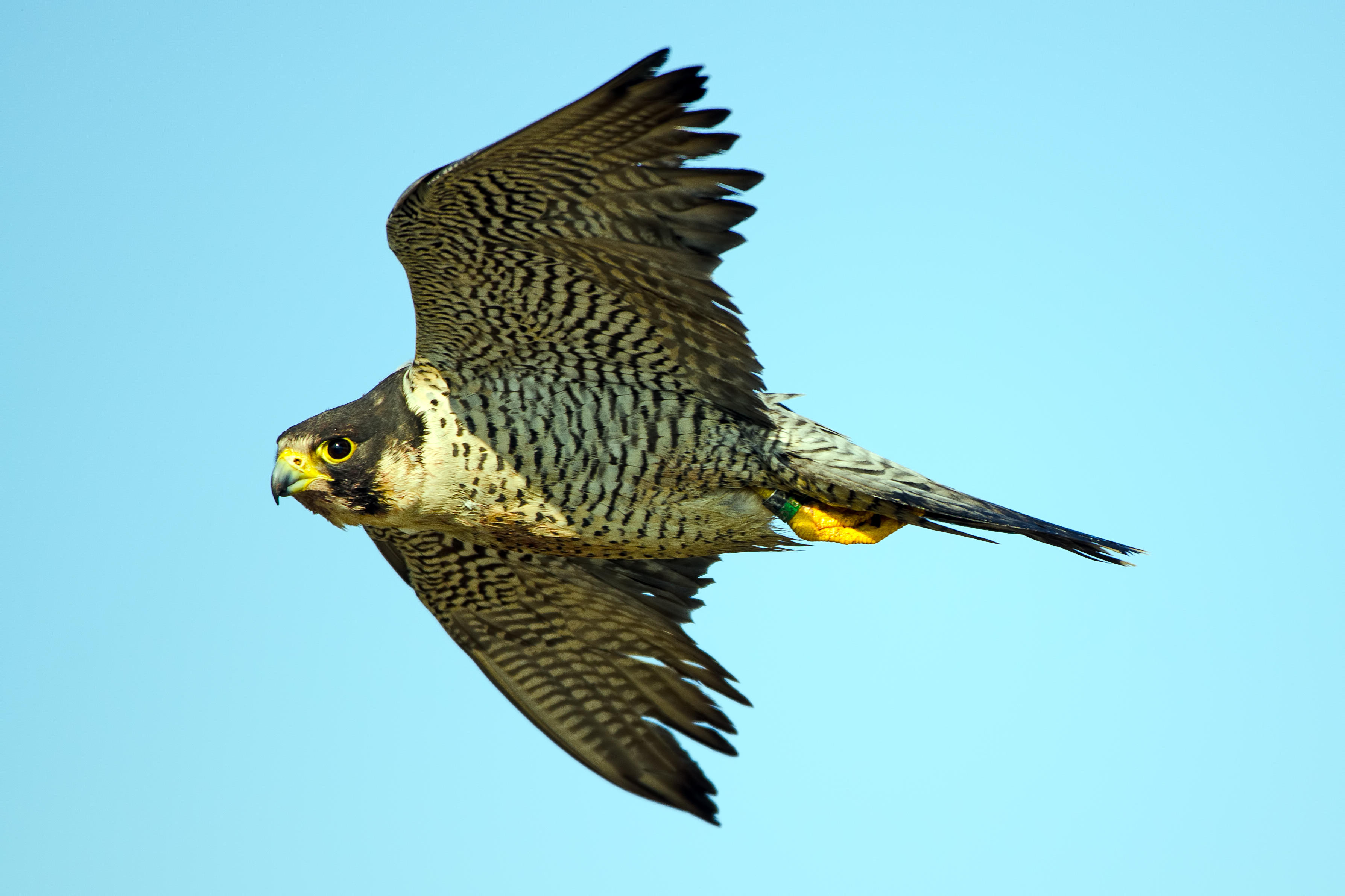 Peregrine Falcon Hunting