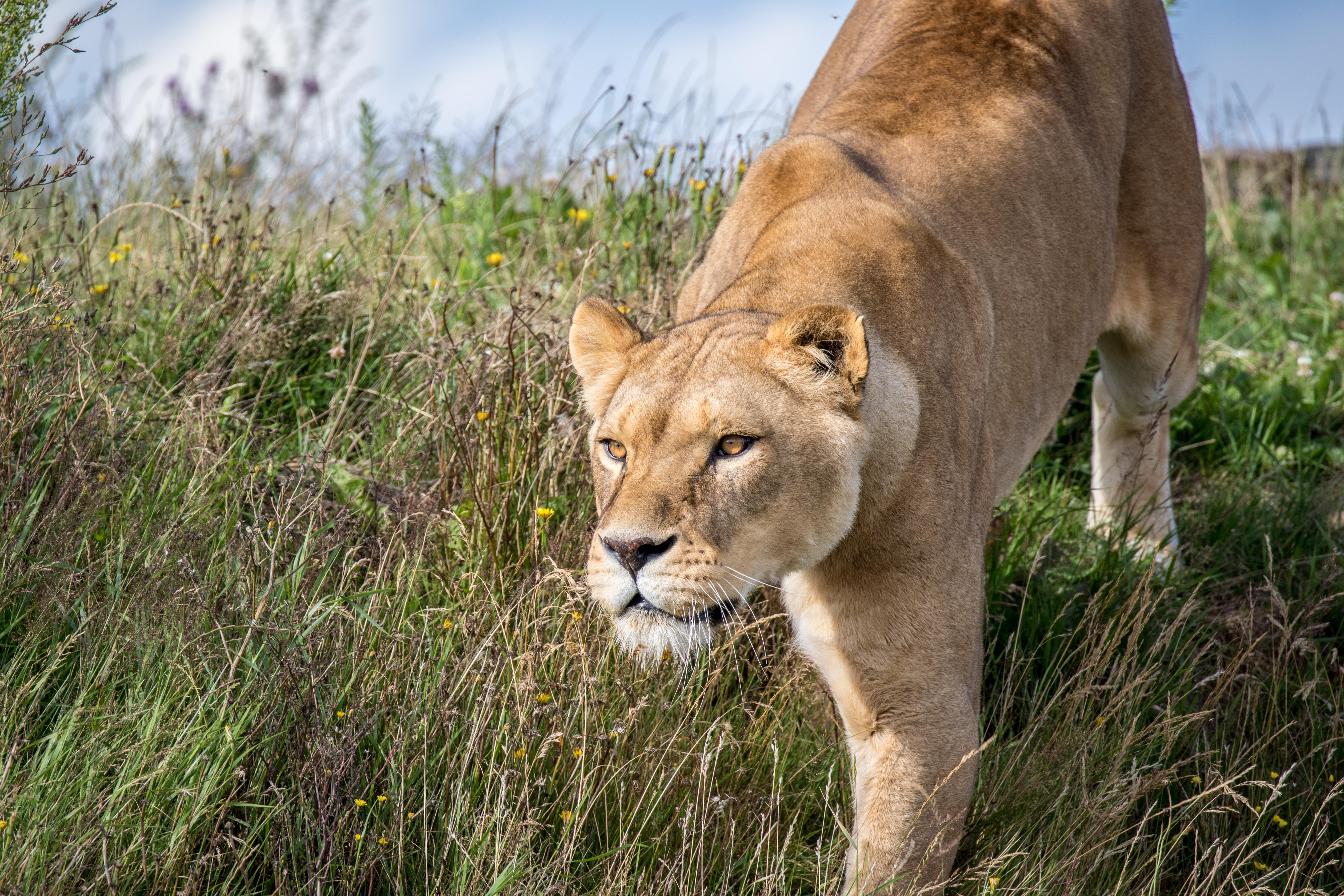 Lions rescued from Ukraine arrive at Yorkshire Wildlife Park