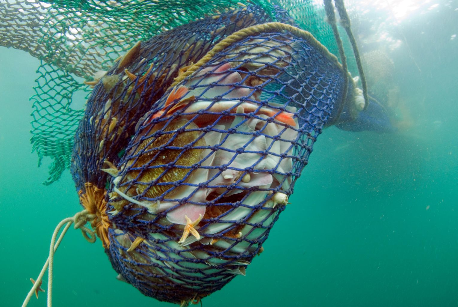 Oceana UK calls for ban on "destructive" fishing across marine ...