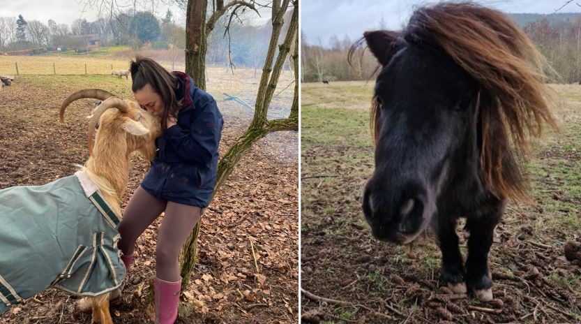 Rare breeds goat and miniature Shetland pony found dead as police probe ...