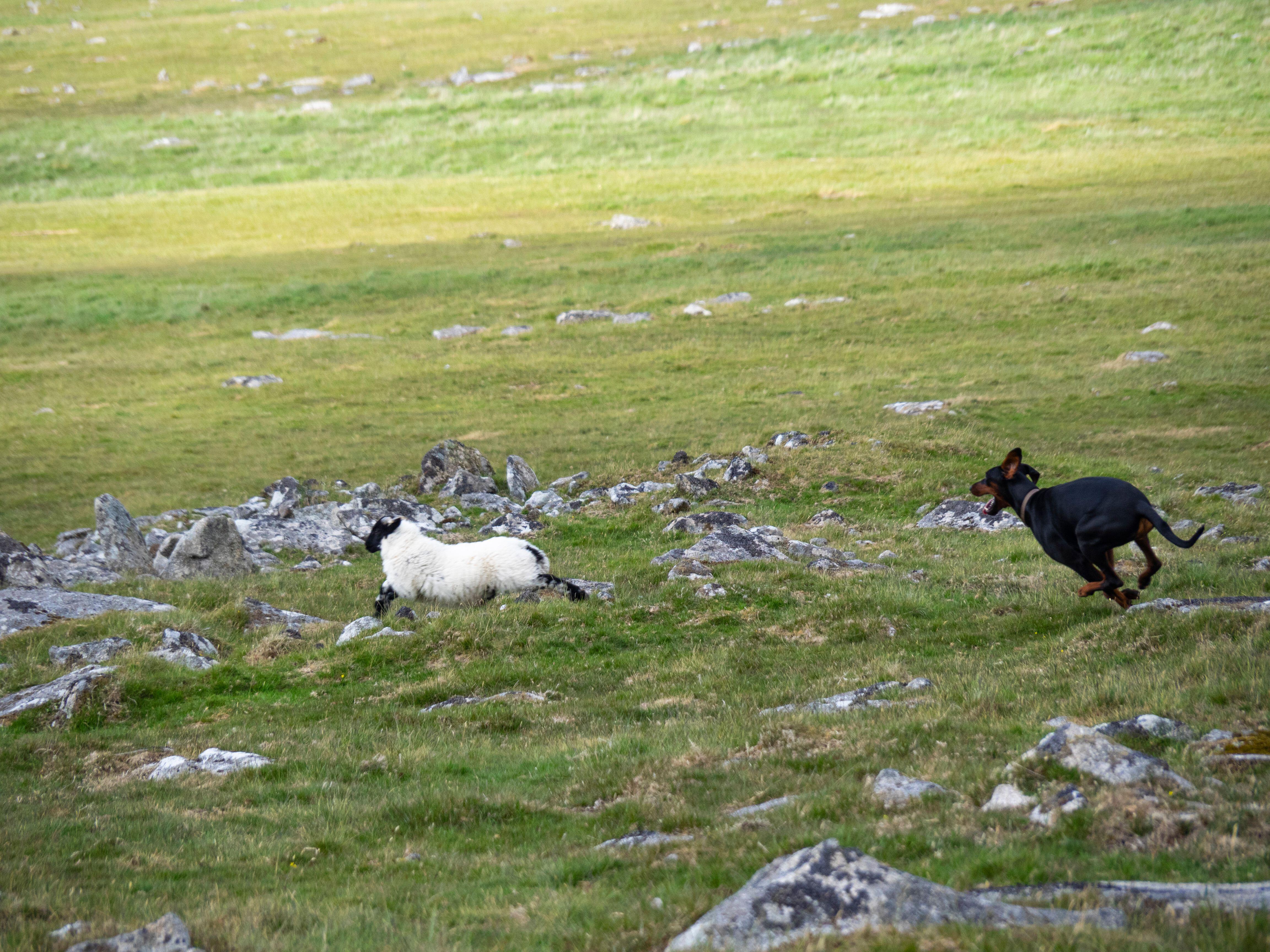 Warning to Wiltshire dog owners: keep pets on leads around livestock