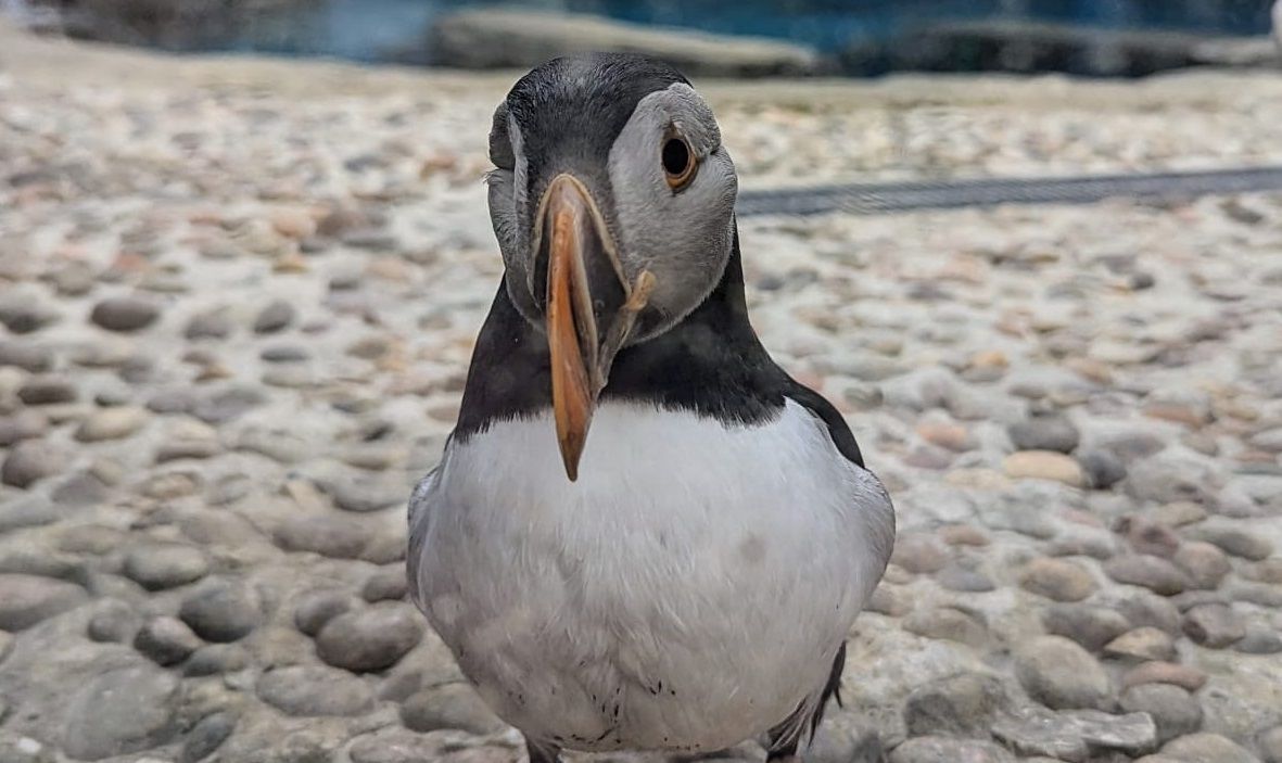 Rescued Icelandic puffins find new home in Cornwall | News - Hits Radio ...