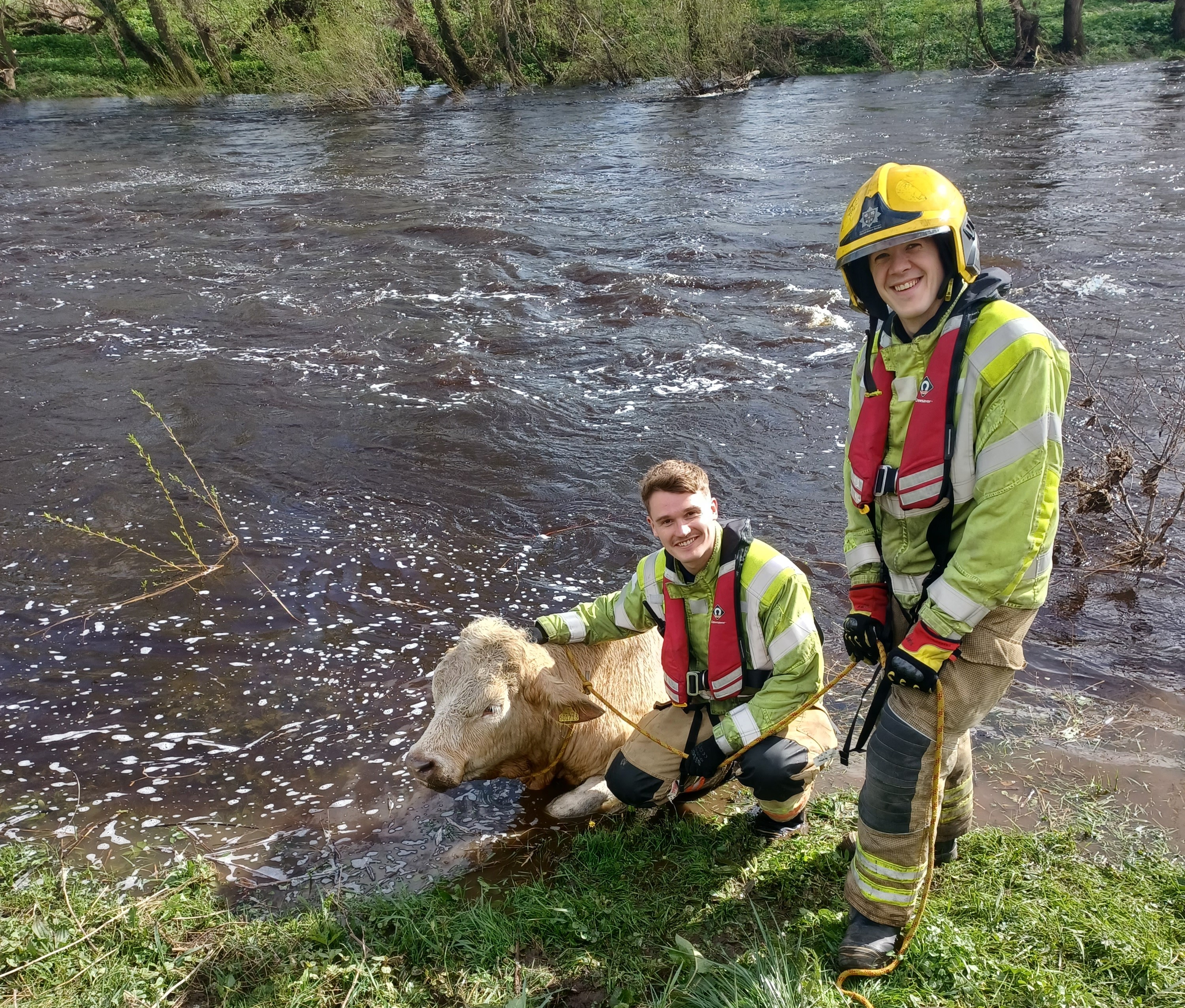 Darlington fire crews rescue trapped bull from River Tees