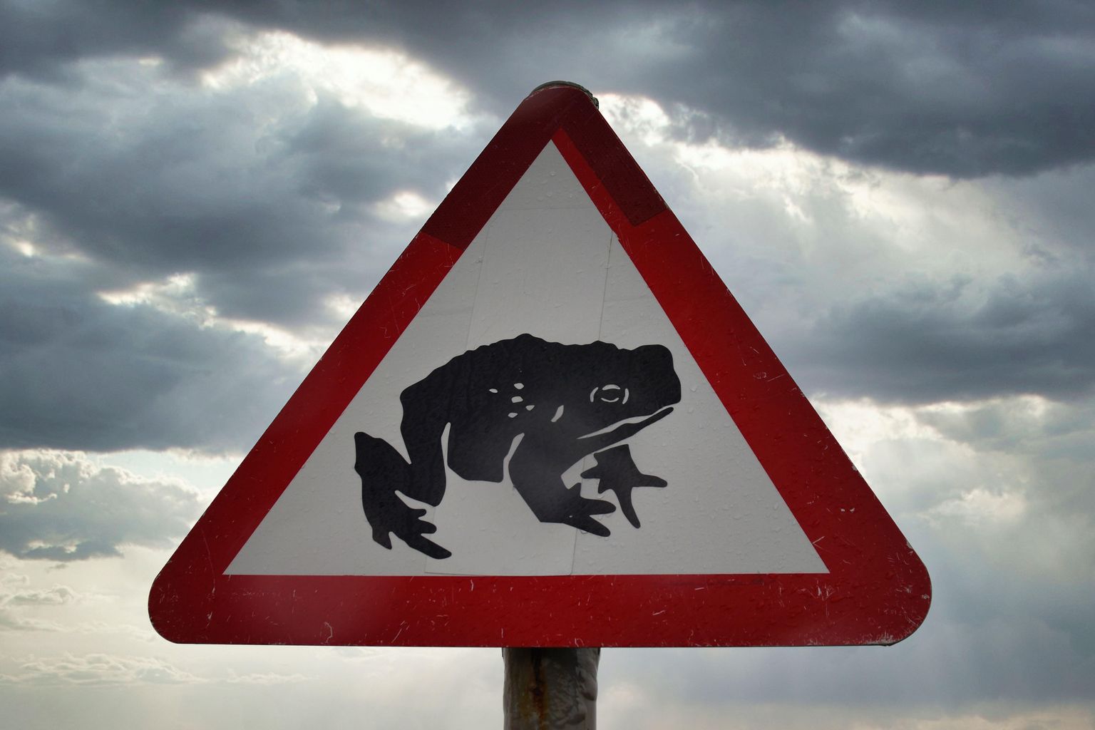 Climate change impacting frogs migration season, claims local group