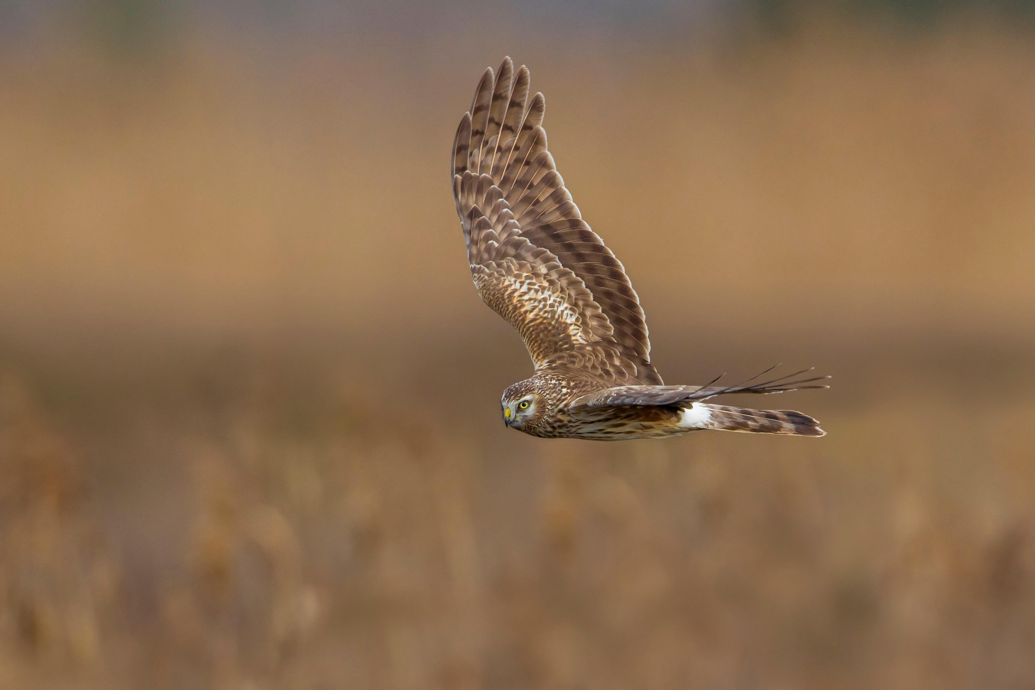 Hen Harrier population rises in the North East | News - Hits Radio ...