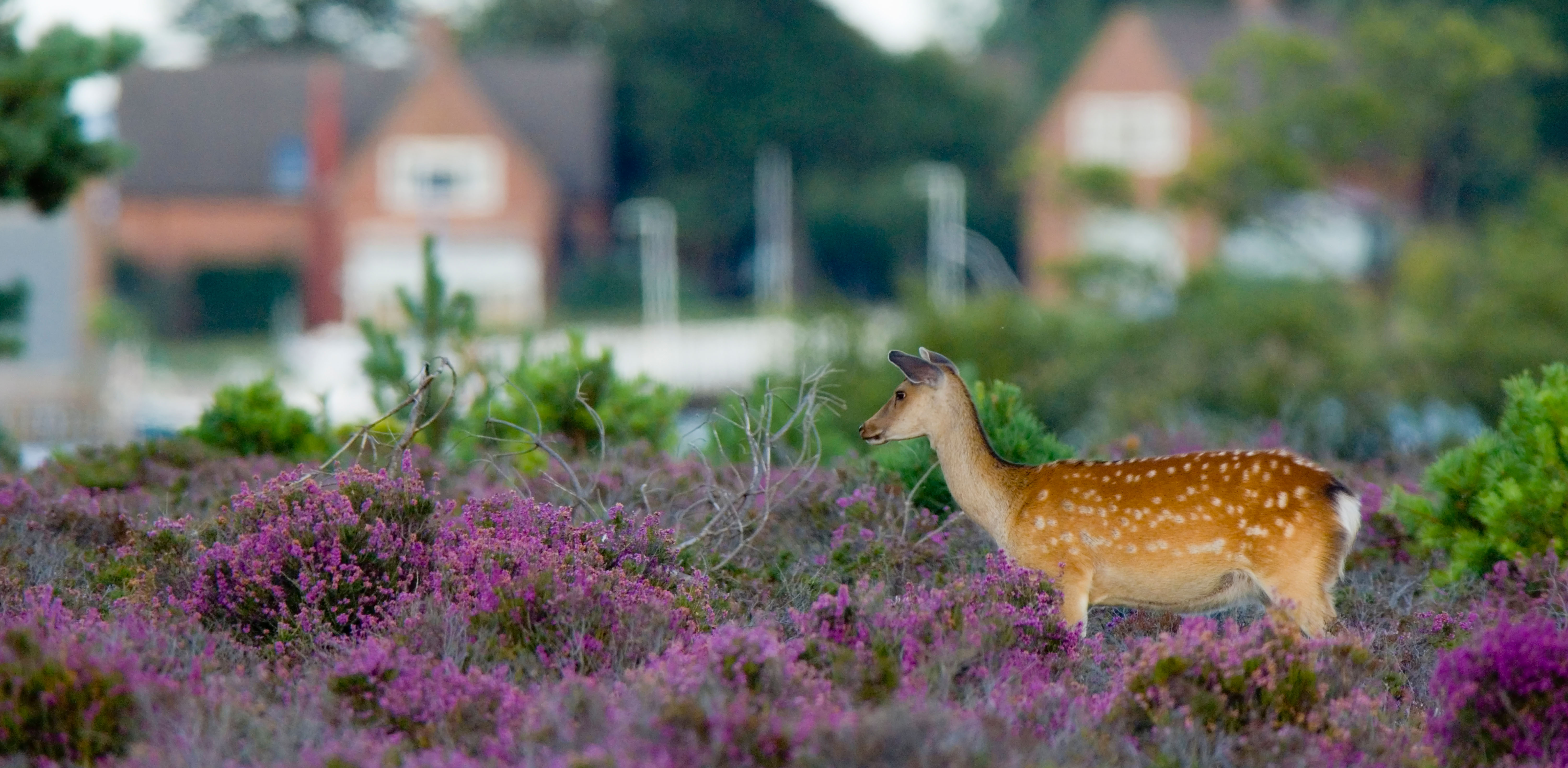 Watch out for deer on Dorset's roads