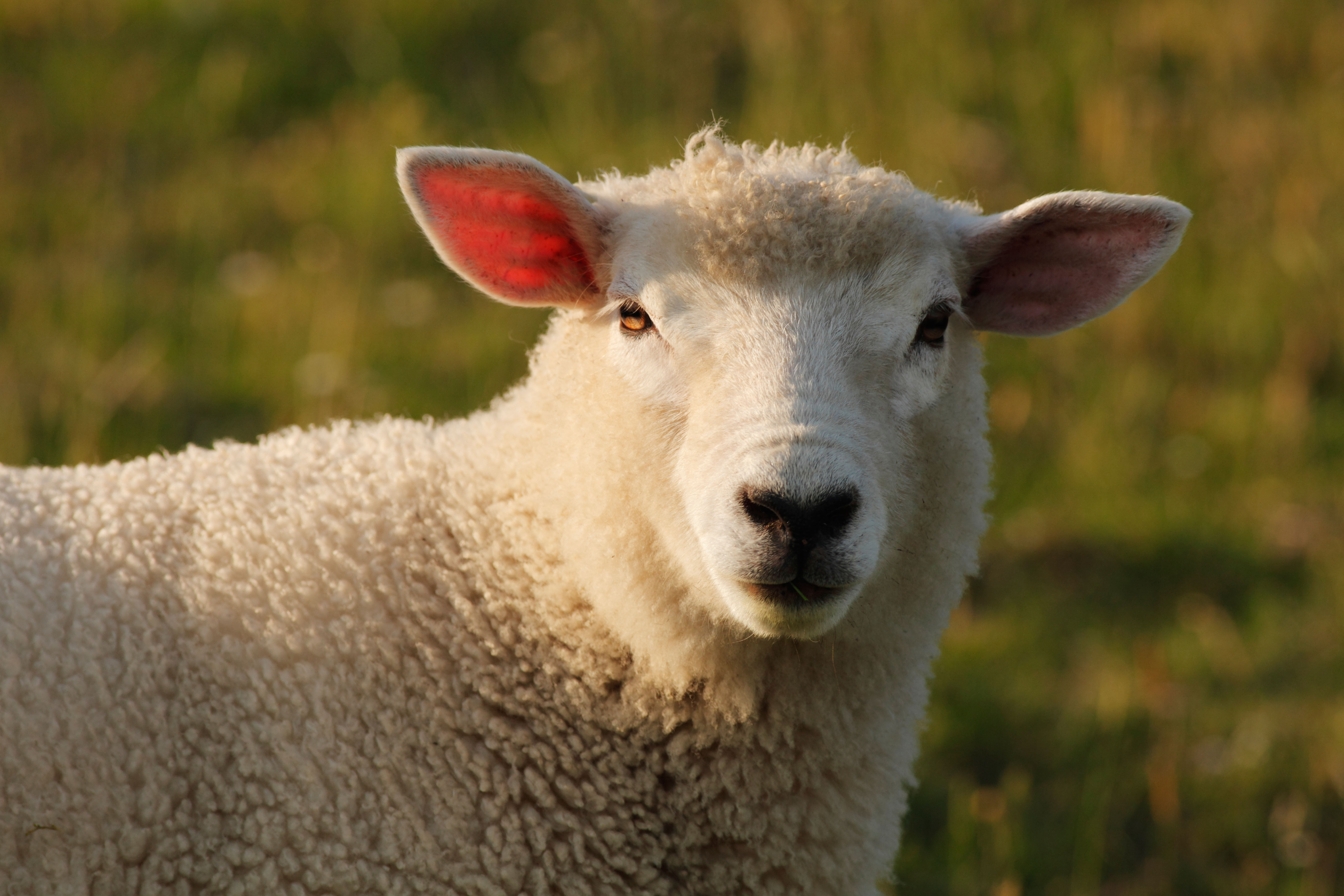 Police appeal following sheep attack at Aberdeenshire farm