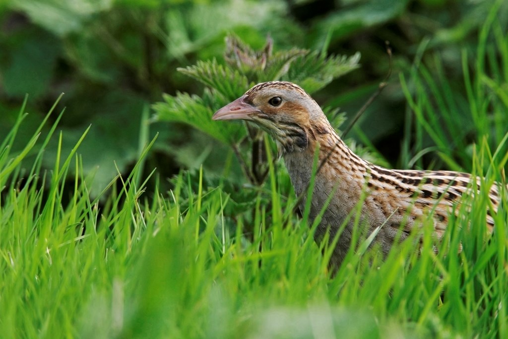 The red-listed Corncrake has returned again to Rathlin Island