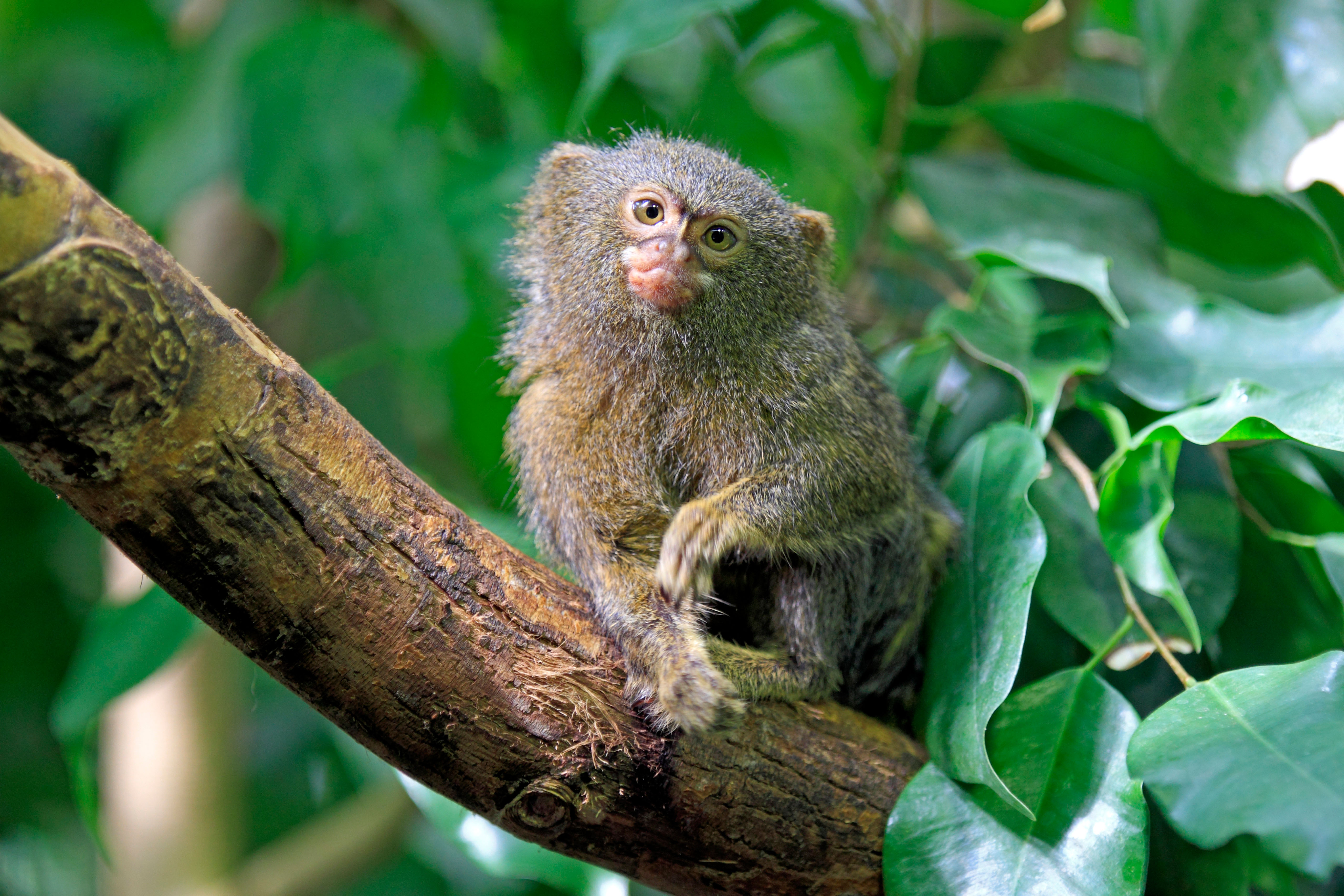 West Midlands Safari Park welcome world's smallest monkeys