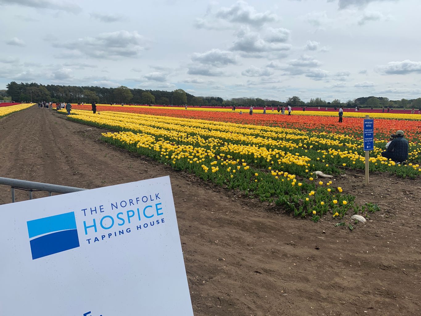 Tulips for Tapping opens in Norfolk | News - Greatest Hits Radio (West ...