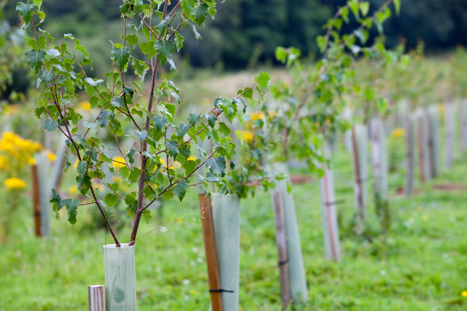 £50K grant to create community orchards in Wiltshire