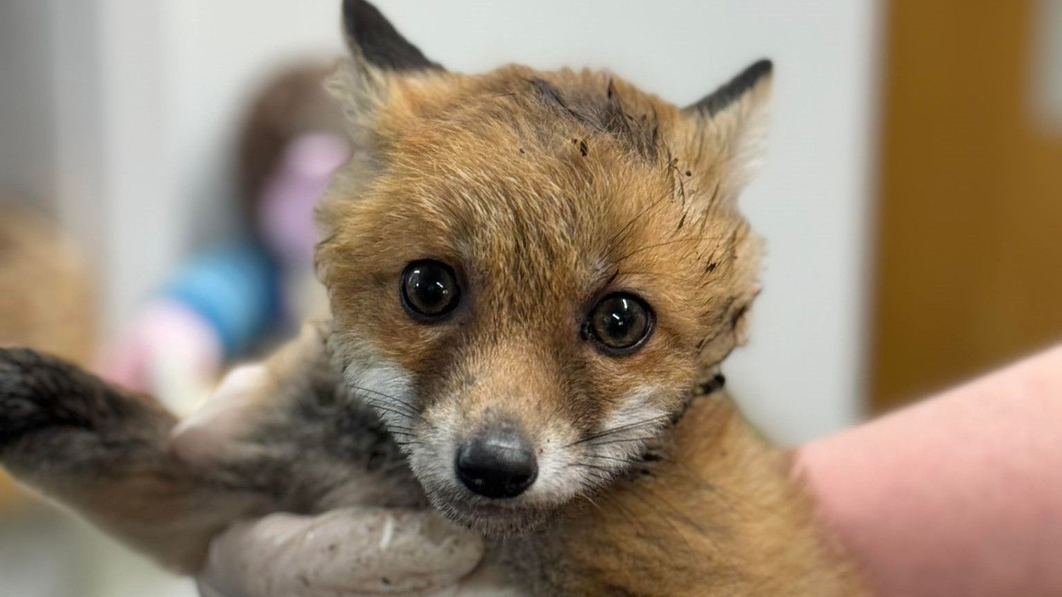 Firefighters rescue fox cub from road near Orsett