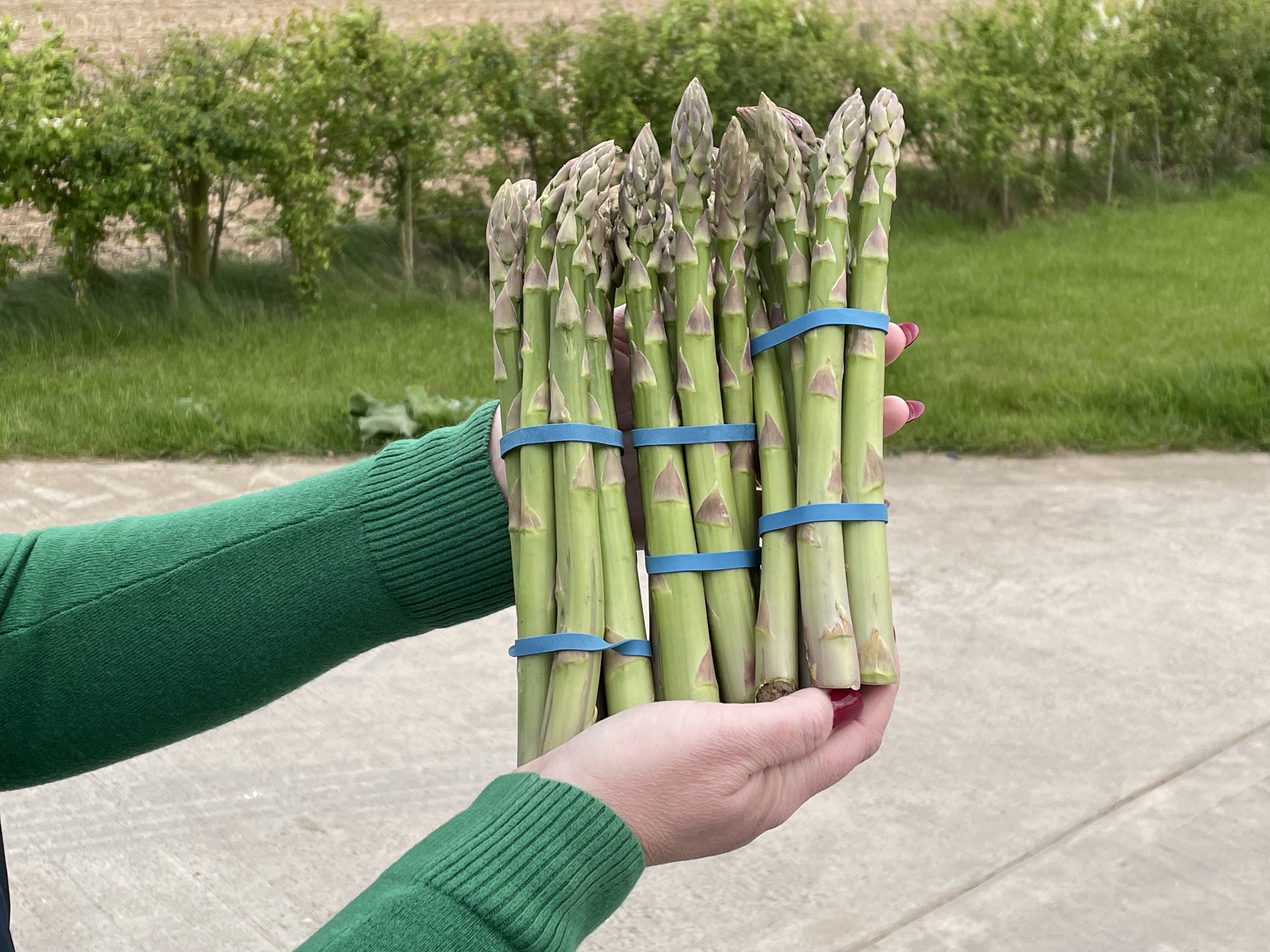 British asparagus festival held in Worcestershire gets underway