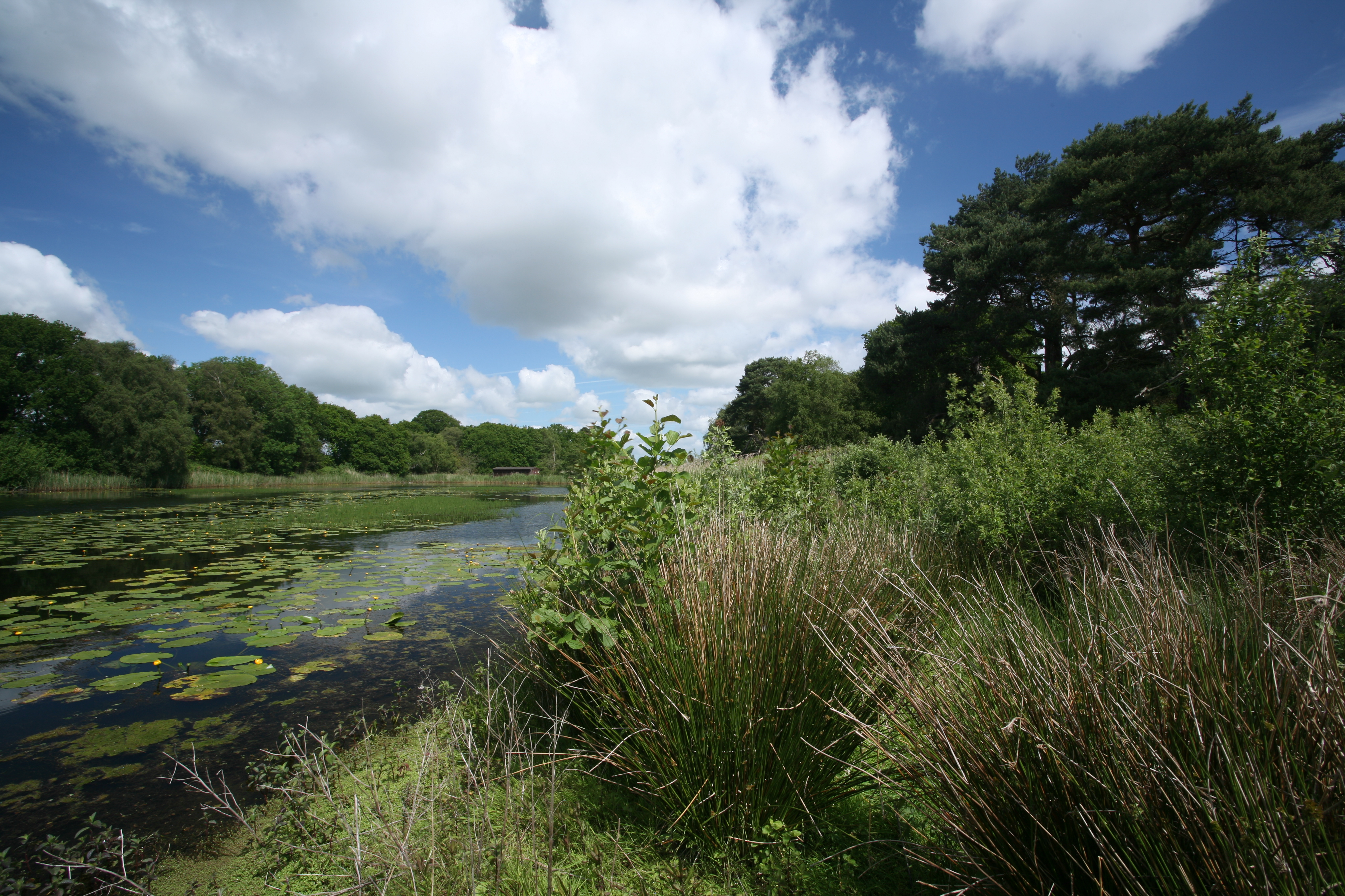 Lound Lakes officially recognised as important for biodiversity