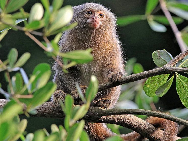 Colchester Zoo welcome four new marmoset monkeys | News - Greatest Hits ...