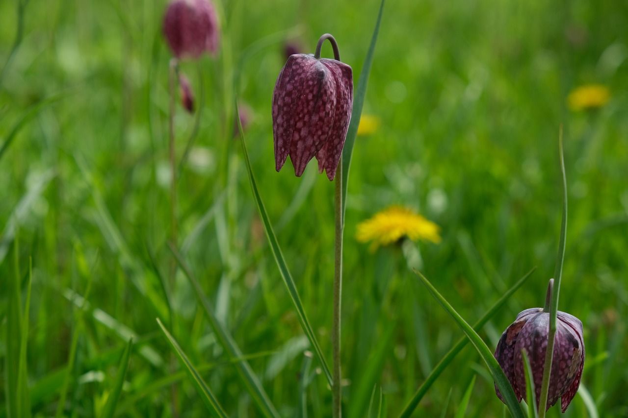 Concern over flower count in Oxfordshire | News - Greatest Hits Radio ...