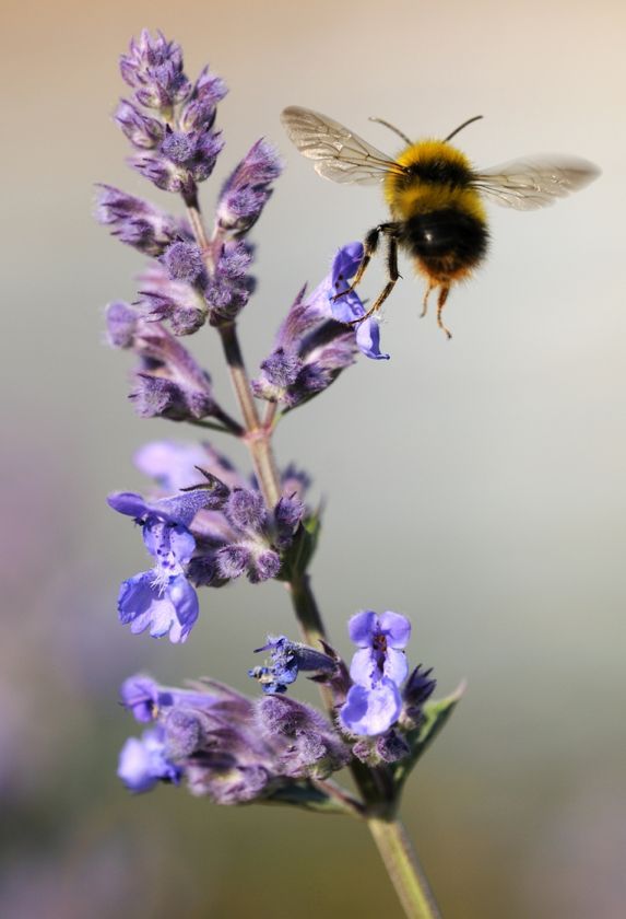 Charity fears flying insect populations have fallen drastically in Scotland