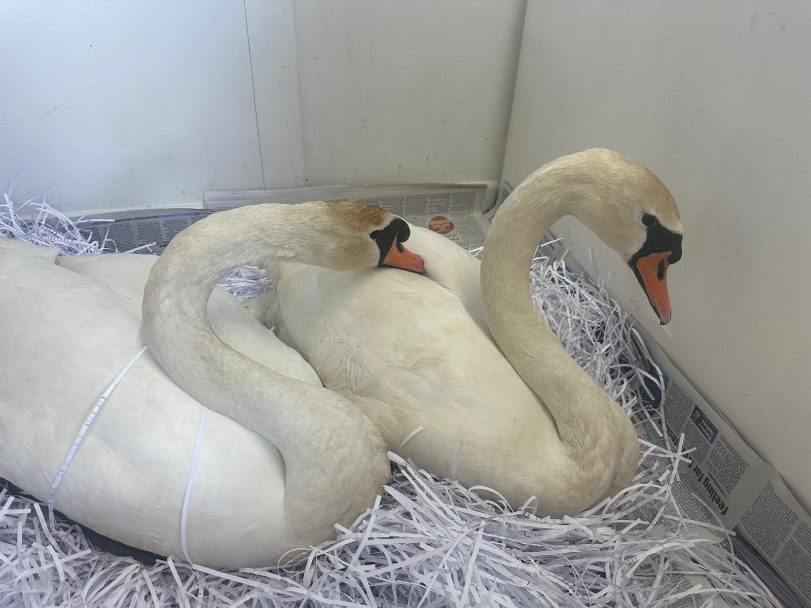 "Grieving" swan bonds with rescuee after nesting mate shot dead | News ...