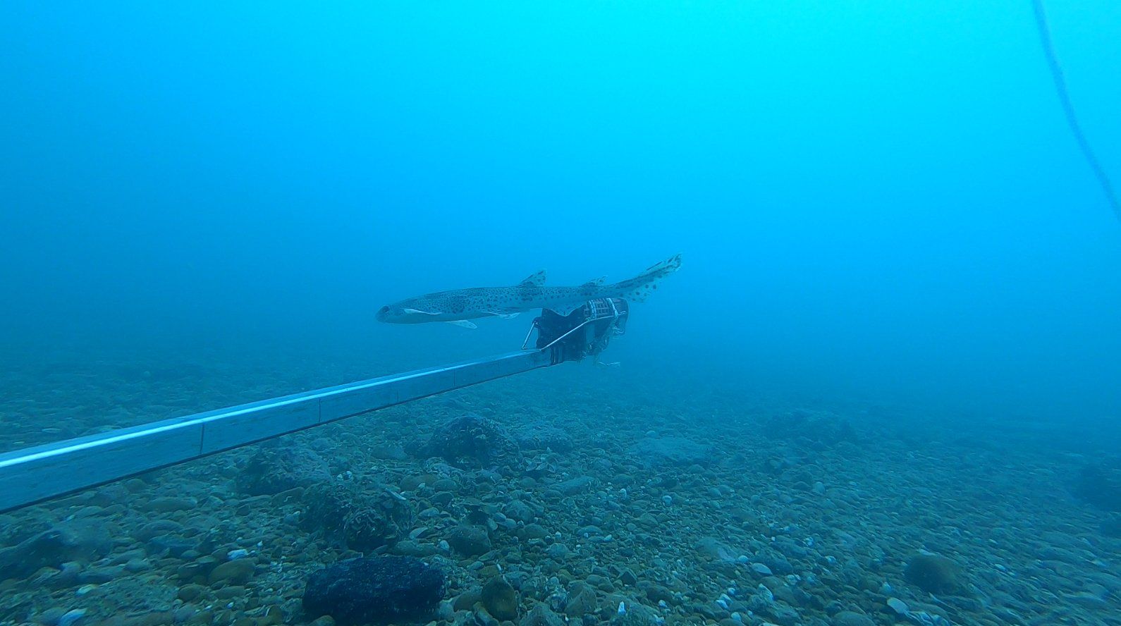 Critically endangered shark and eel discovered off West Sussex coast ...