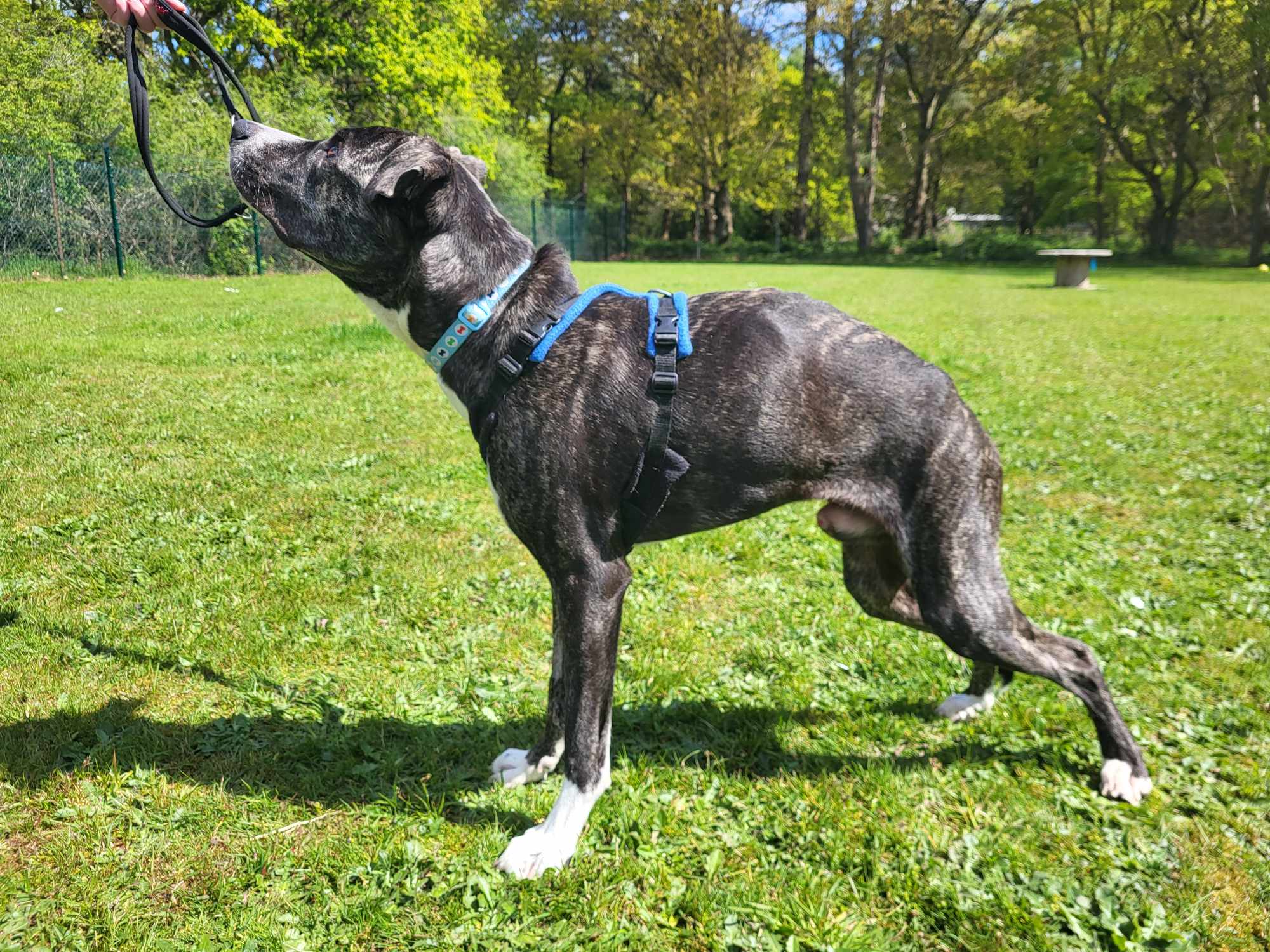 Suffolk charity fundraising to treat rescue dog's curved spine | News ...