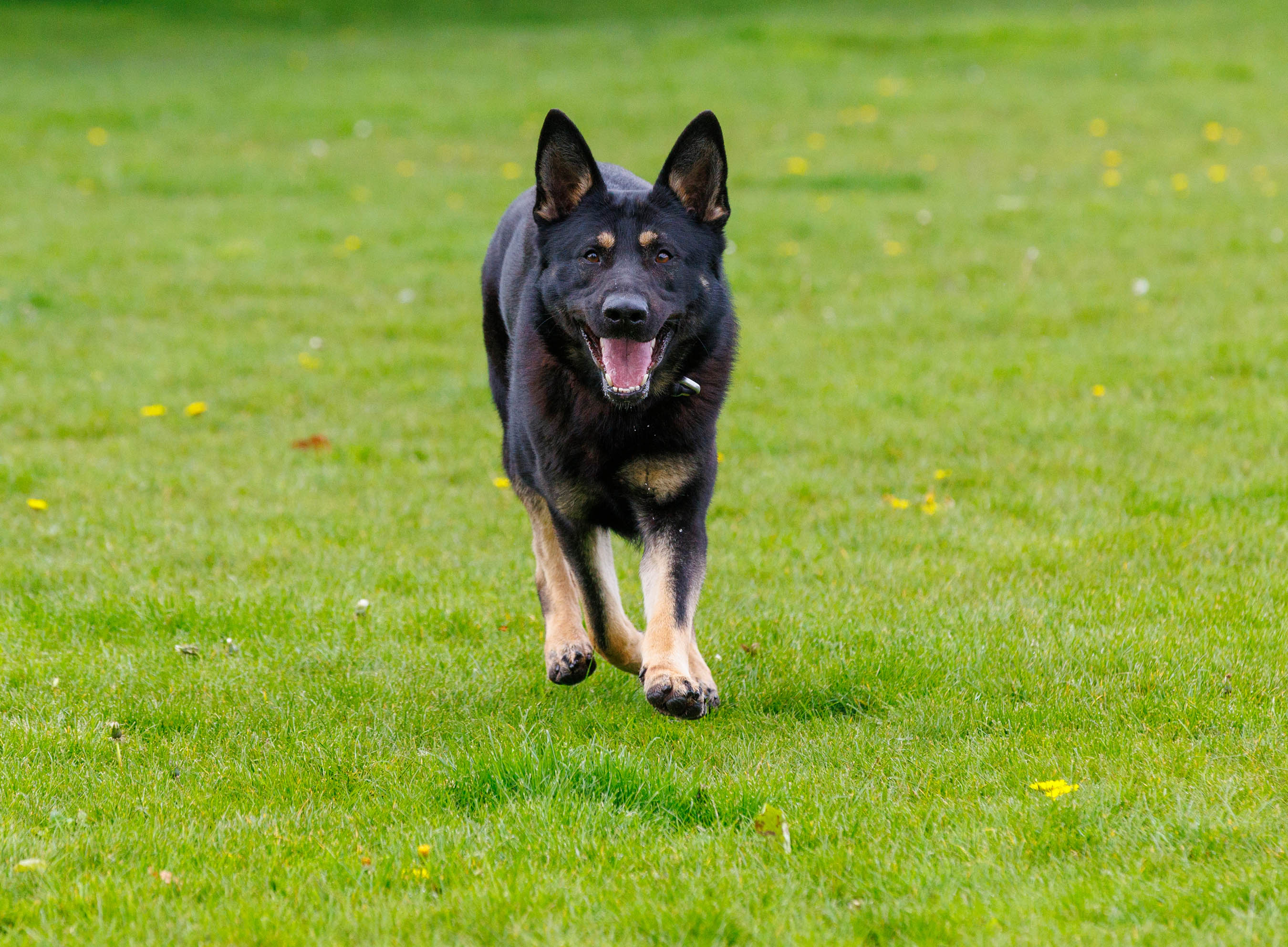 Life of Brian: New Police Dog joins GMP
