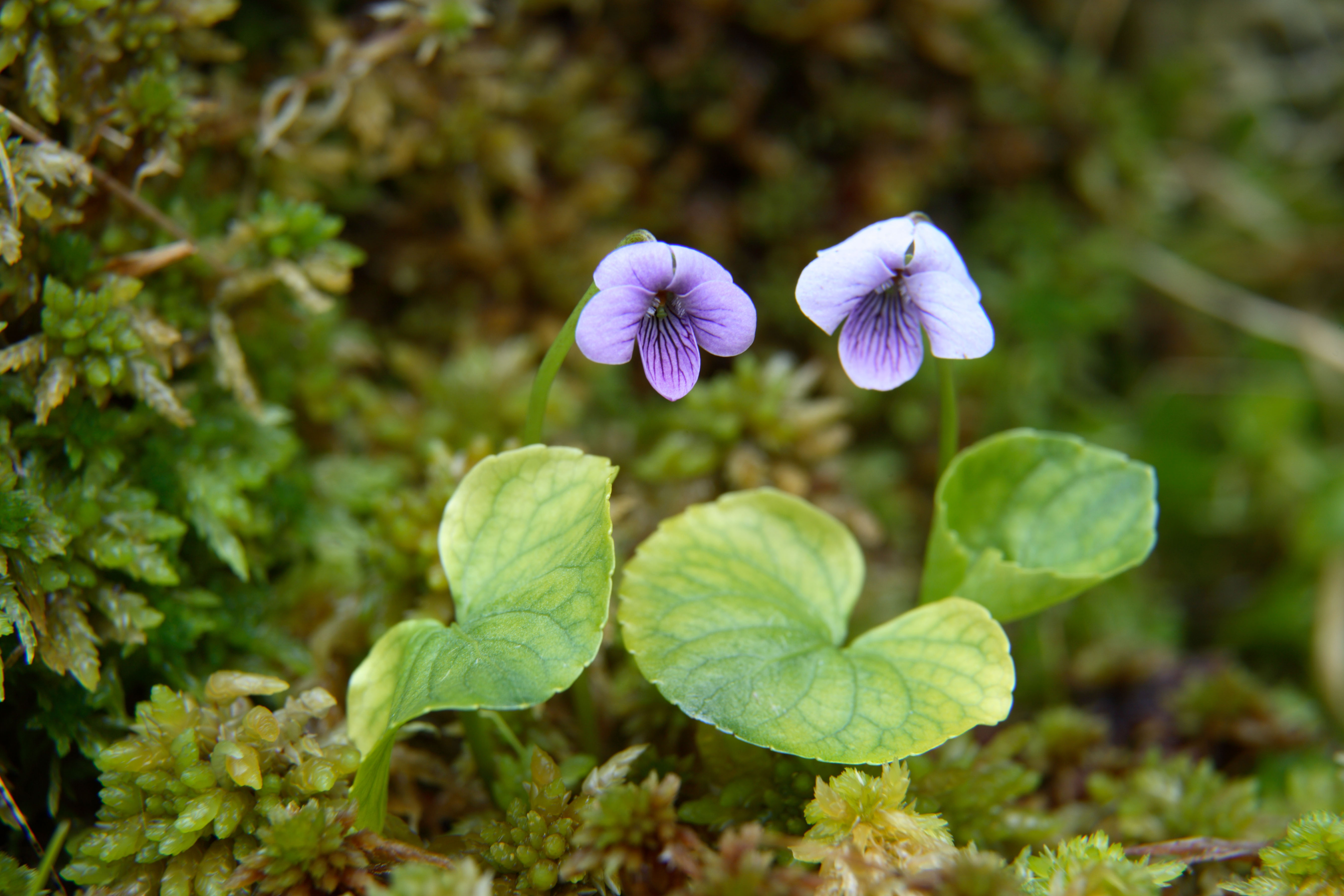Marsh violets to be planted in Shropshire to save rare butterfly