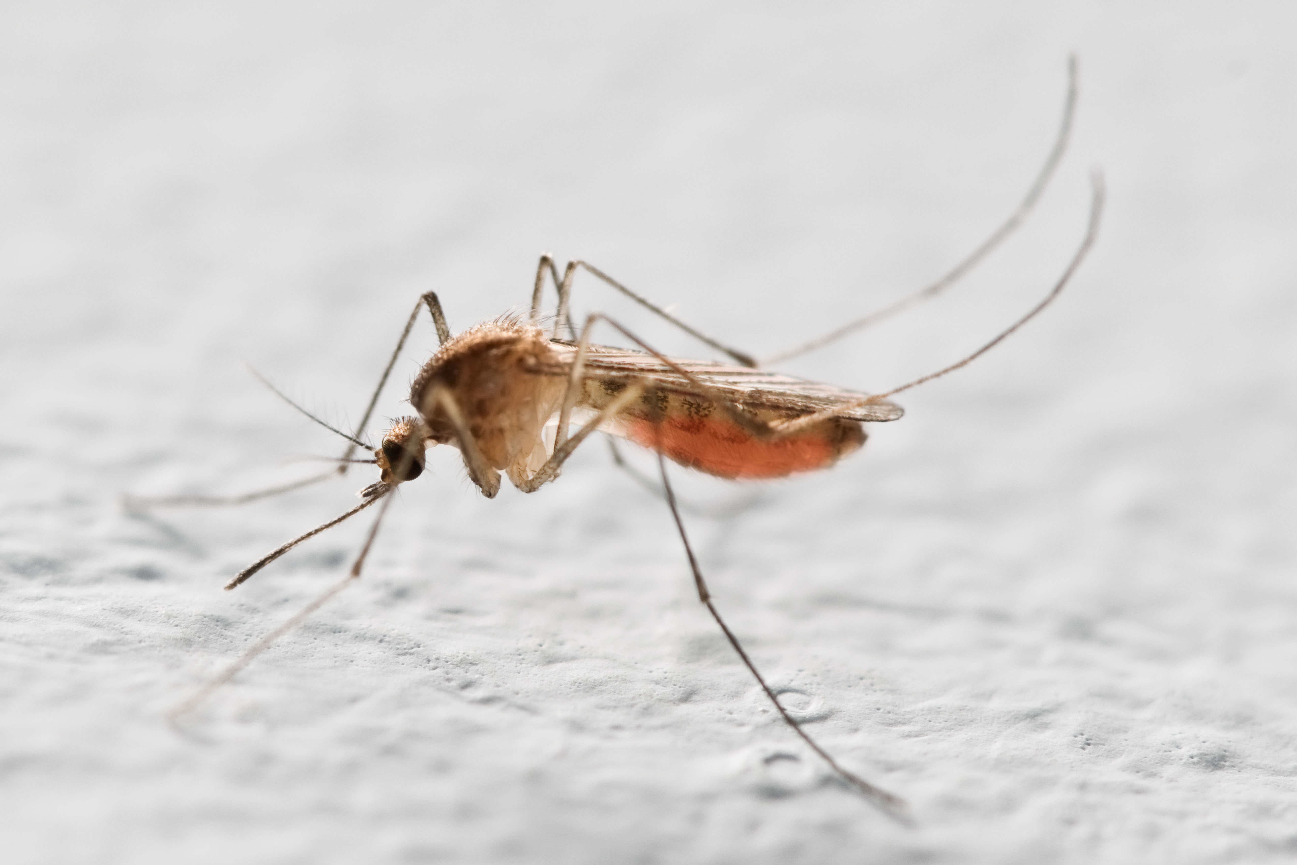Scots asked to help track mosquitos in climate change project