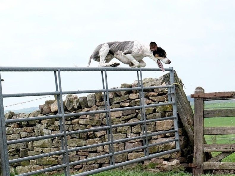 Cumbria hound trailing association backing future of the sport | News ...