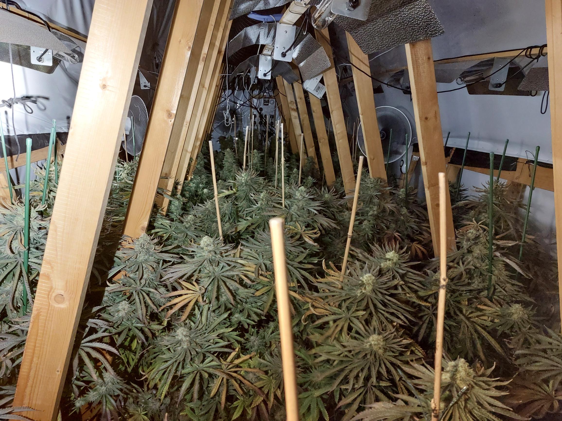 Ely cannabis farmer jailed after tip-off from members of the public