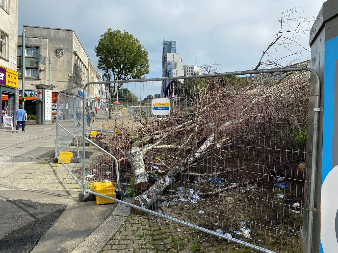 Review into Plymouth tree felling could be months away | News ...