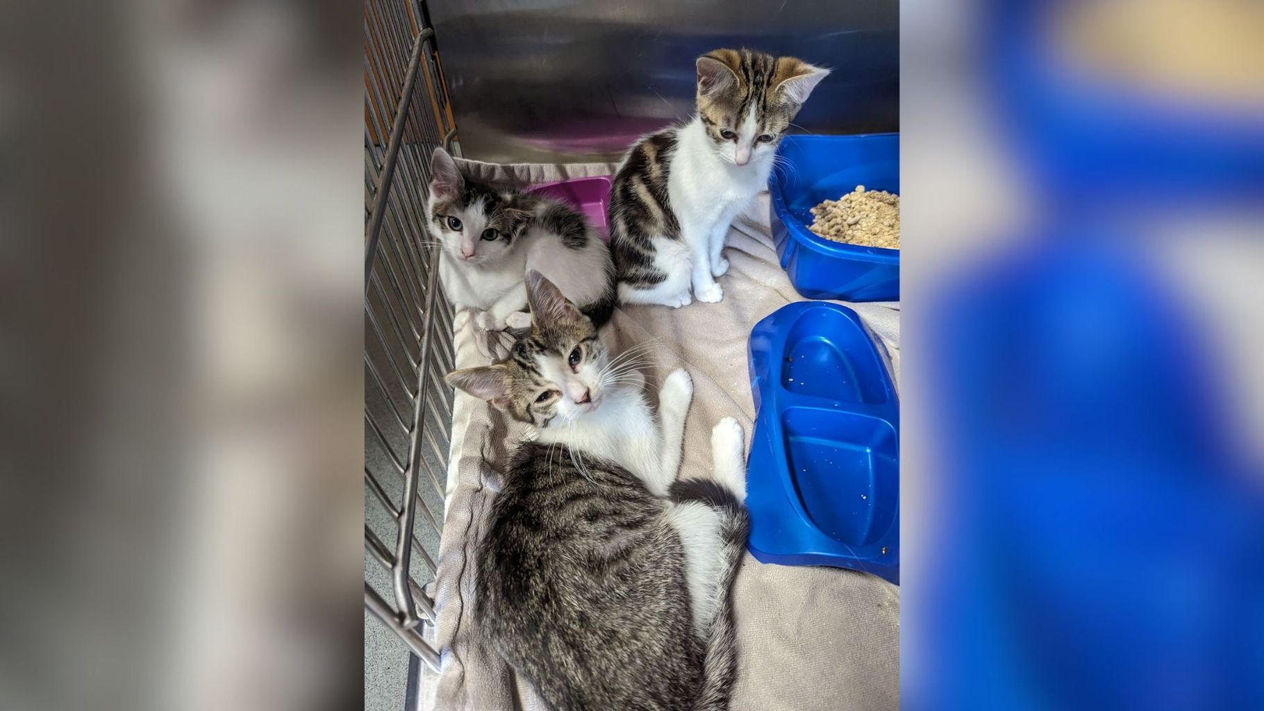 Mum and kittens abandoned in Crewe