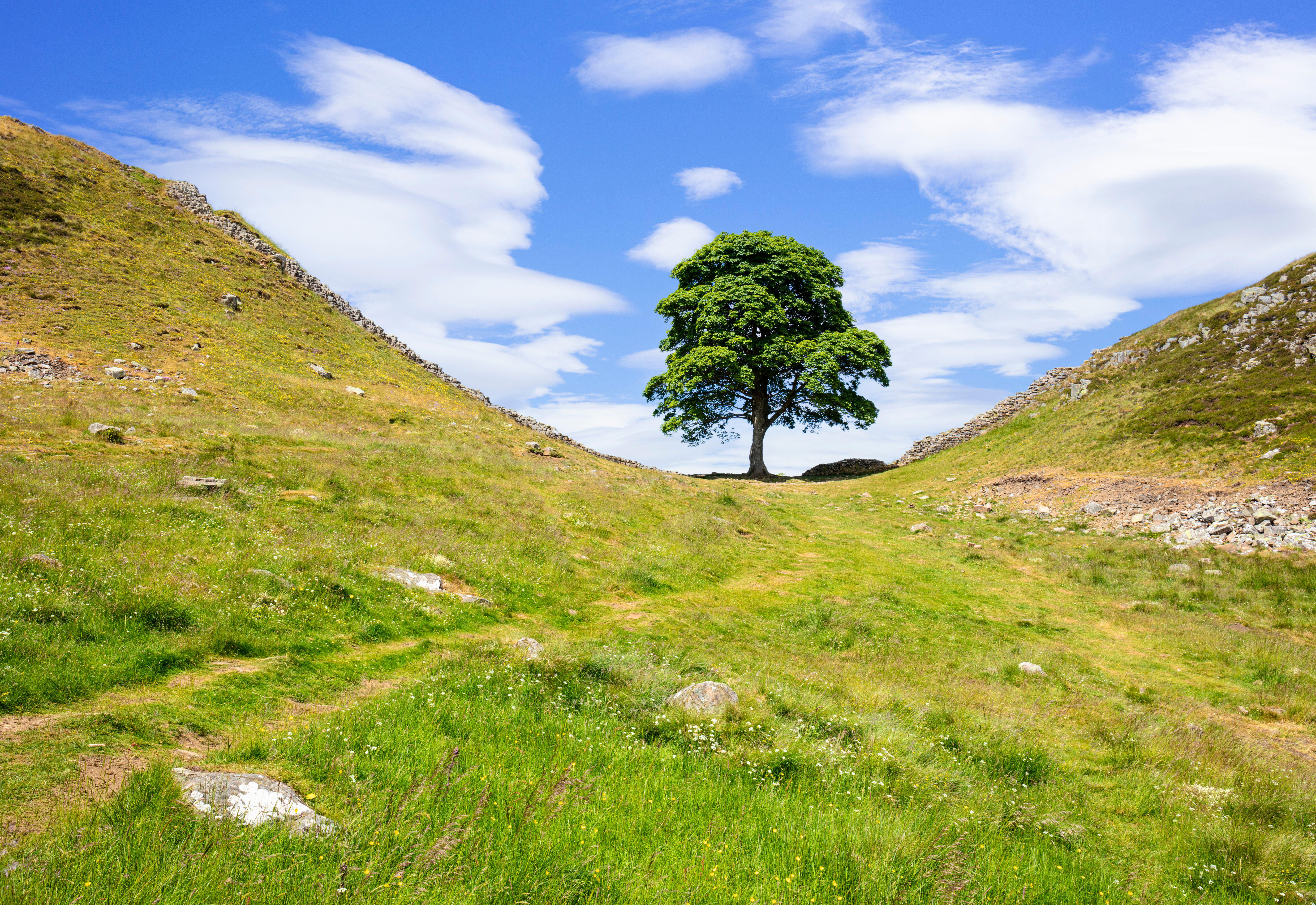 King receives Sycamore Gap tree seedling nearly eight months after felling