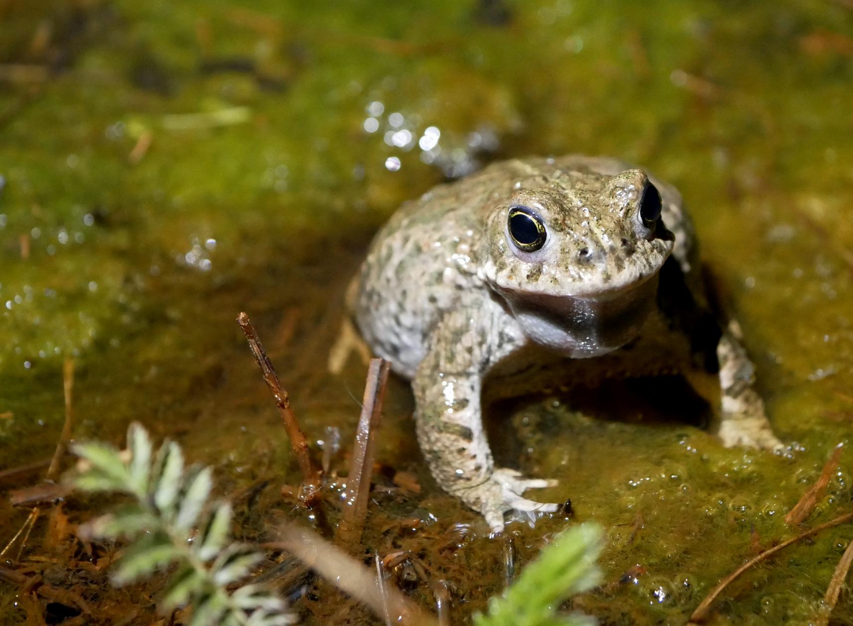 Dorset natterjack toads to become stars of BBC Springwatch