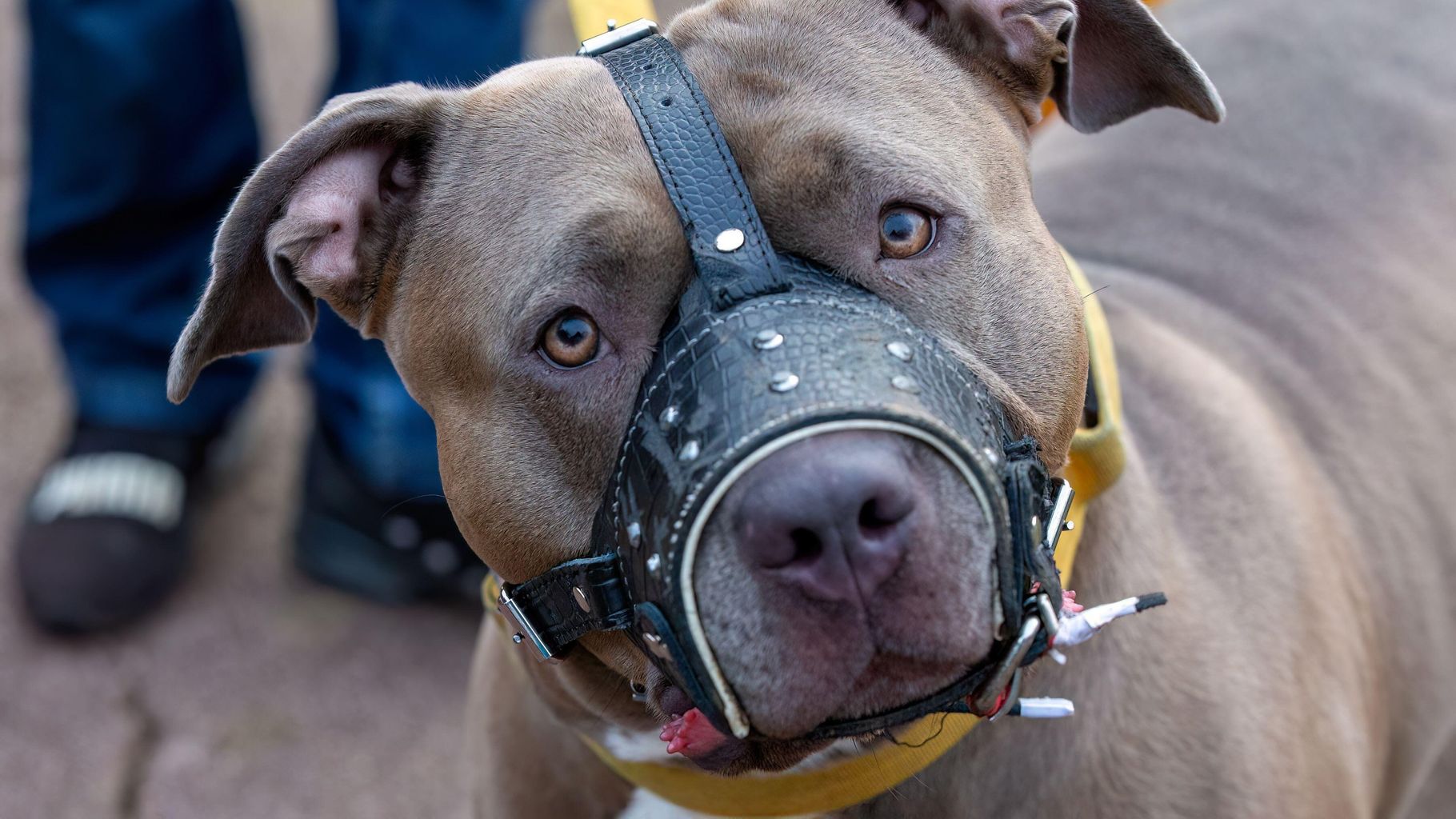 Education key in preventing XL Bully attacks, says Rutland dog expert