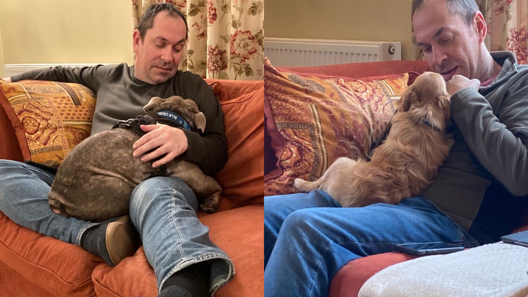 Oxfordshire couple foster 60th dog on Blue Cross Volunteers’ Week