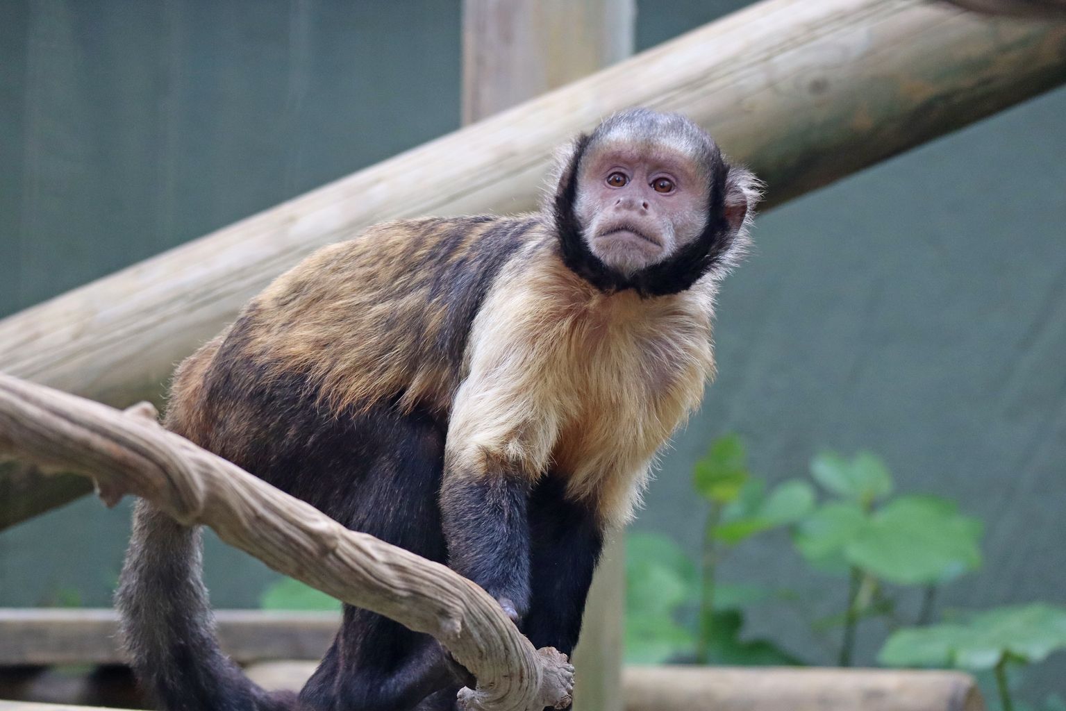 Critically endangered monkeys arrive at East Sussex zoo | News ...