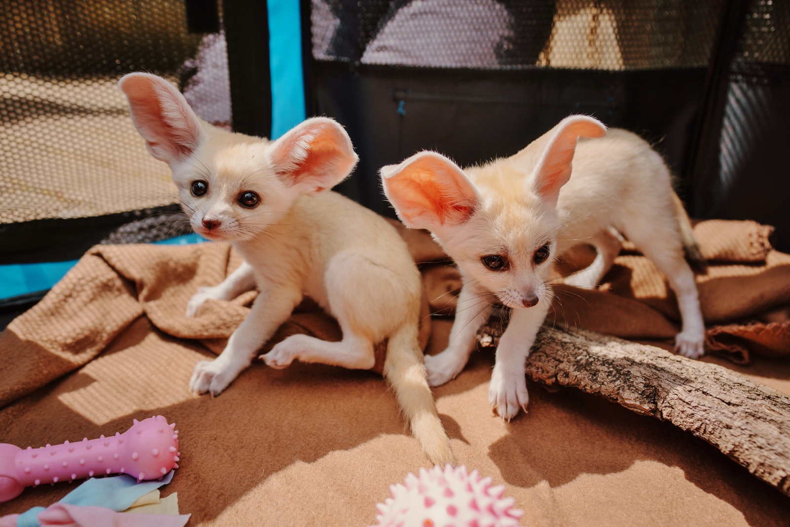 Longleat fennec fox kits grow to 10 times birth weight