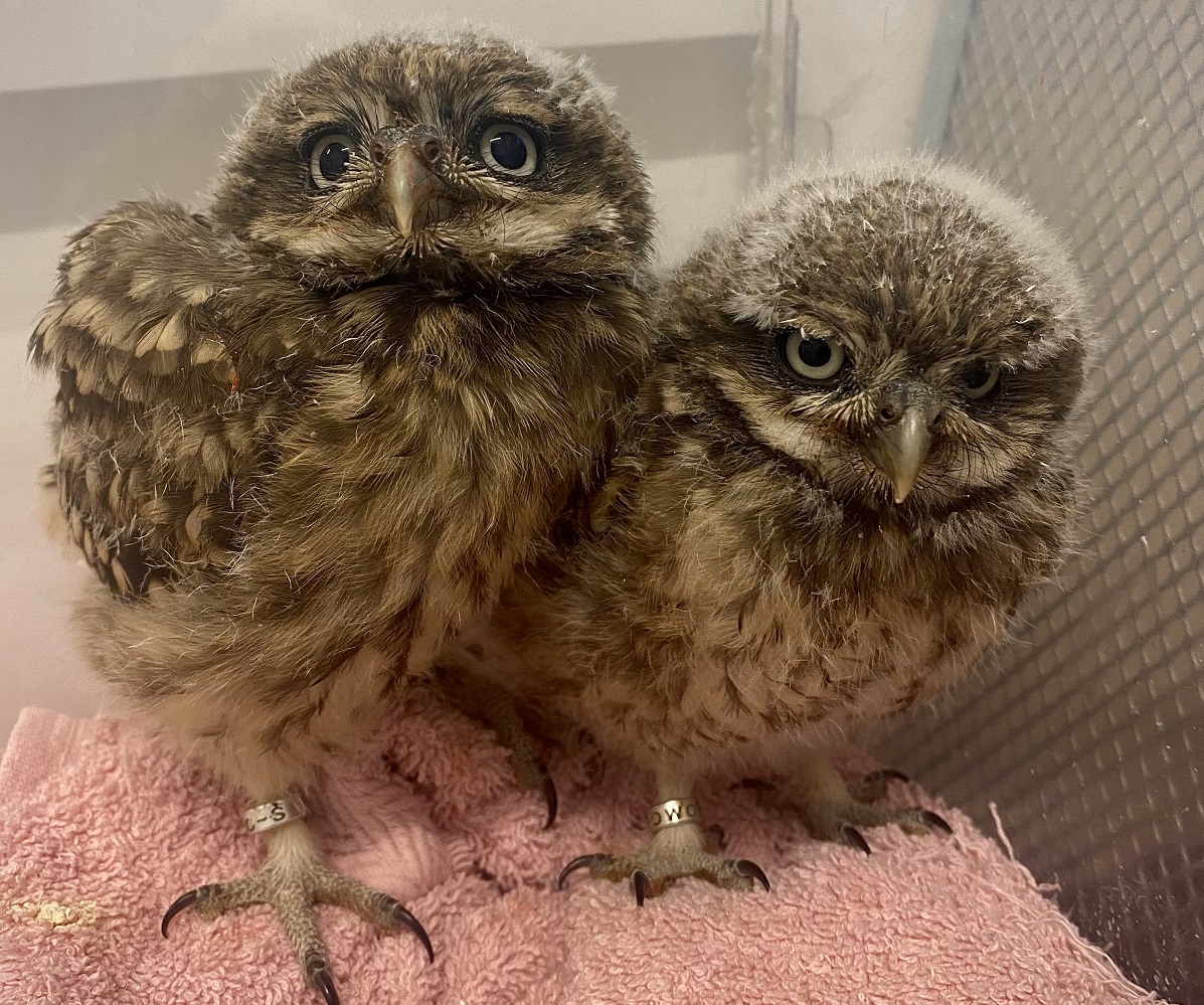 Hawk Conservancy Trust adds new additions to flying display team | GHR ...