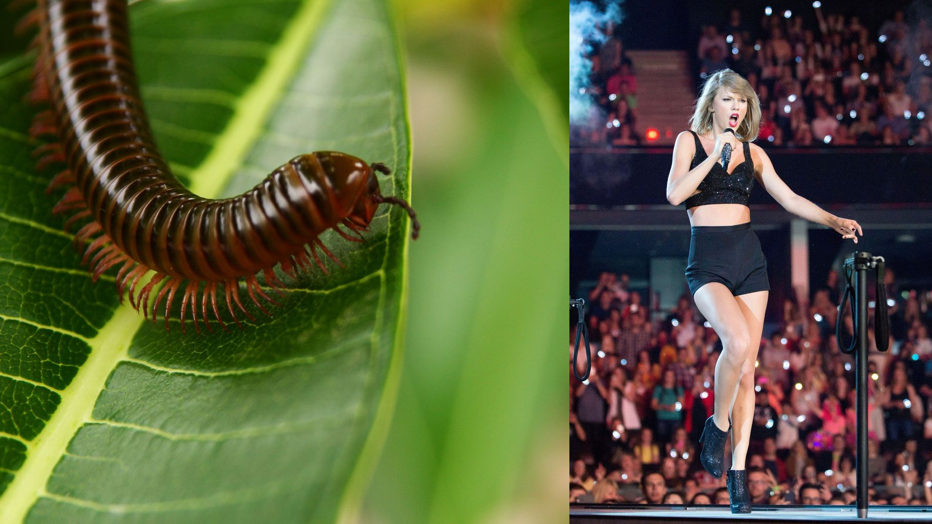 Taylor Swift: Millipede's Version | News - Hits Radio (Liverpool)