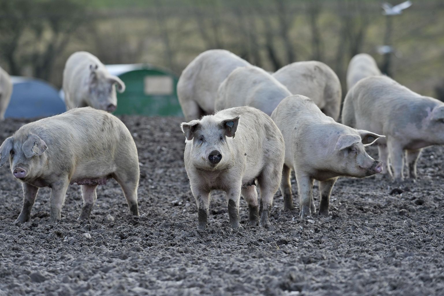 Bromham farm handed £25k fine for numerous animal welfare offences